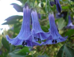 BLUE BRUGMANSIA (Iohroma australis) BILJKA )