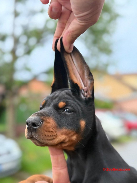 Doberman prelepi stenci