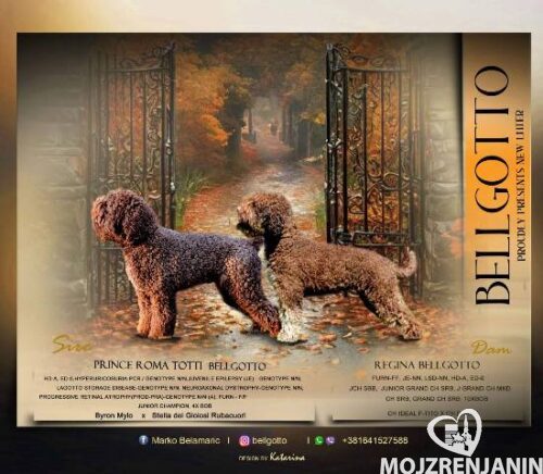 Lagotto Romagnolo štenci