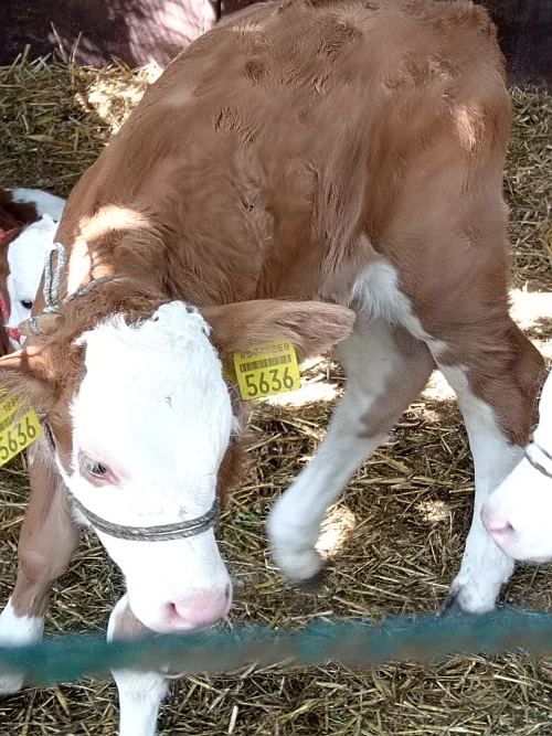 Prodajem žensko tele 3 nedelje staro, umatičeno, sim rase