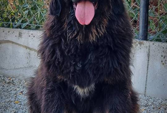 Tibetski Mastif Muzjak