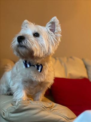 Westie za parenje – 5 godina