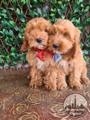 Labradoodle prelepi štenci