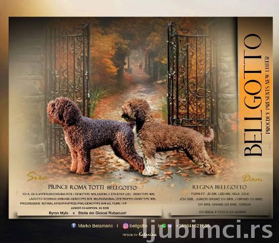 Lagotto Romagnolo štenci