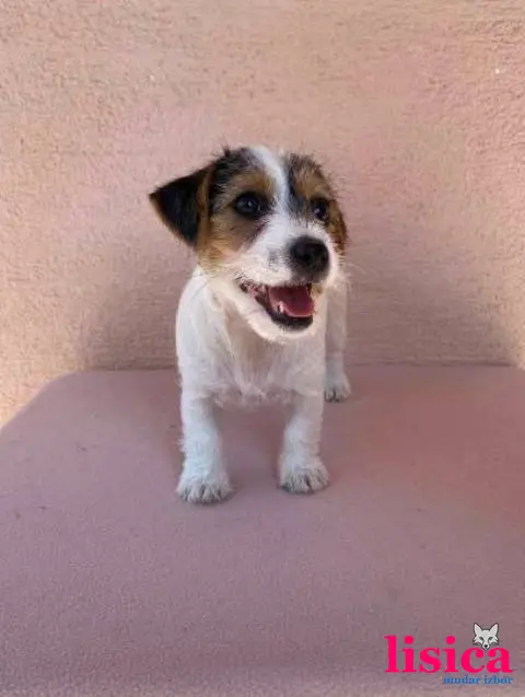 Jack Russell terijer štenci