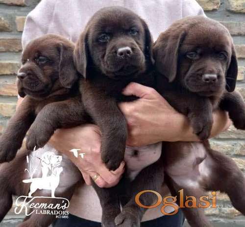 Čokoladni Labrador Retriver štenci