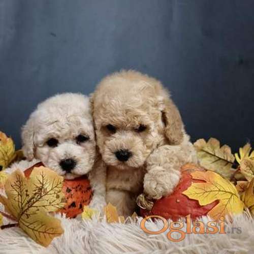 Maltipoo štenci, prelepe bebe