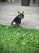 Francuski Buldozi-EXOTIC TOP QUALITY