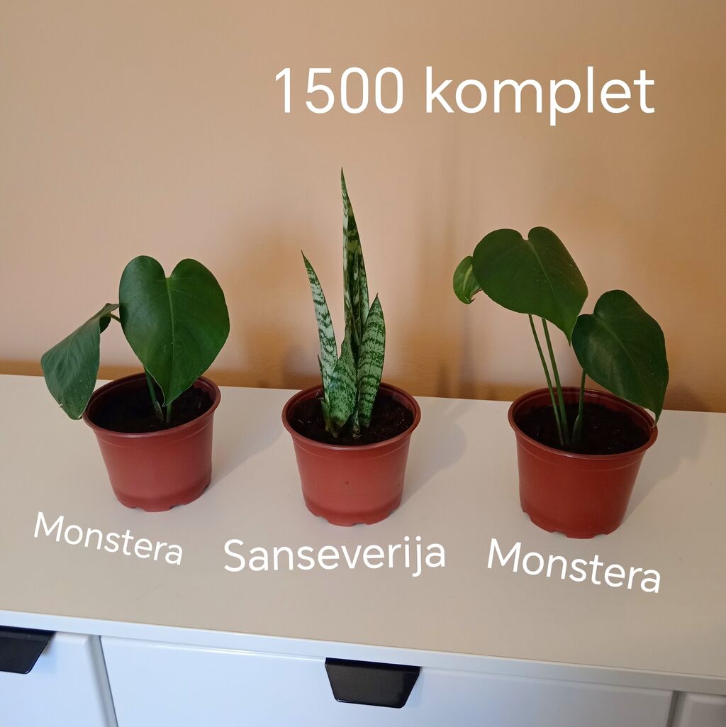 Sanseverija i monstera komplet cena 1500 dinara