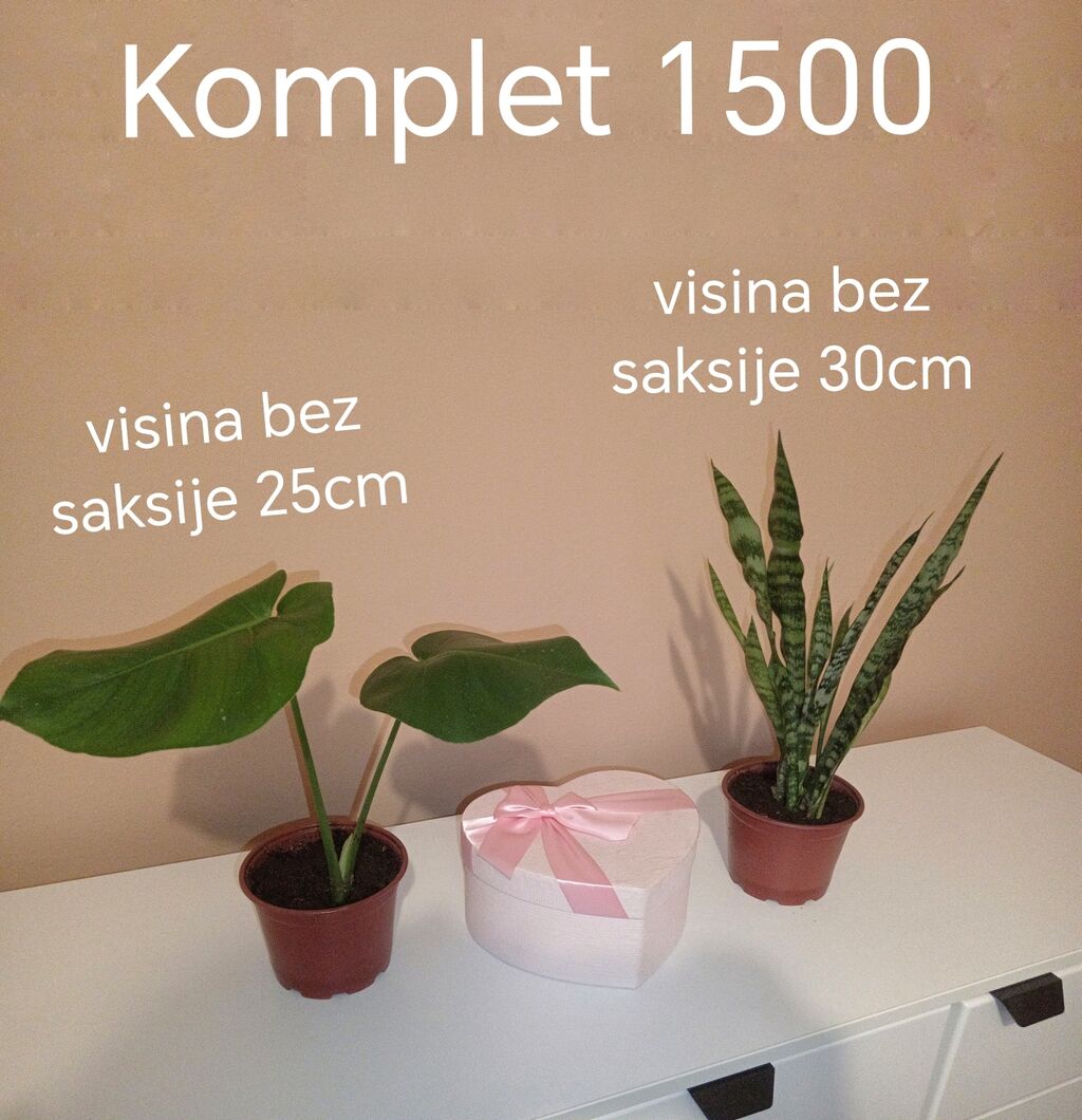 Monstera i Sanseverija, cena kompleta 1500 dinara
