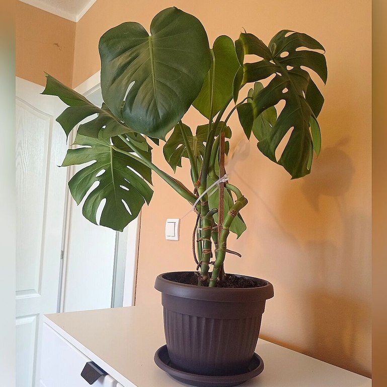 Monstera visine 65cm 3000 dinara