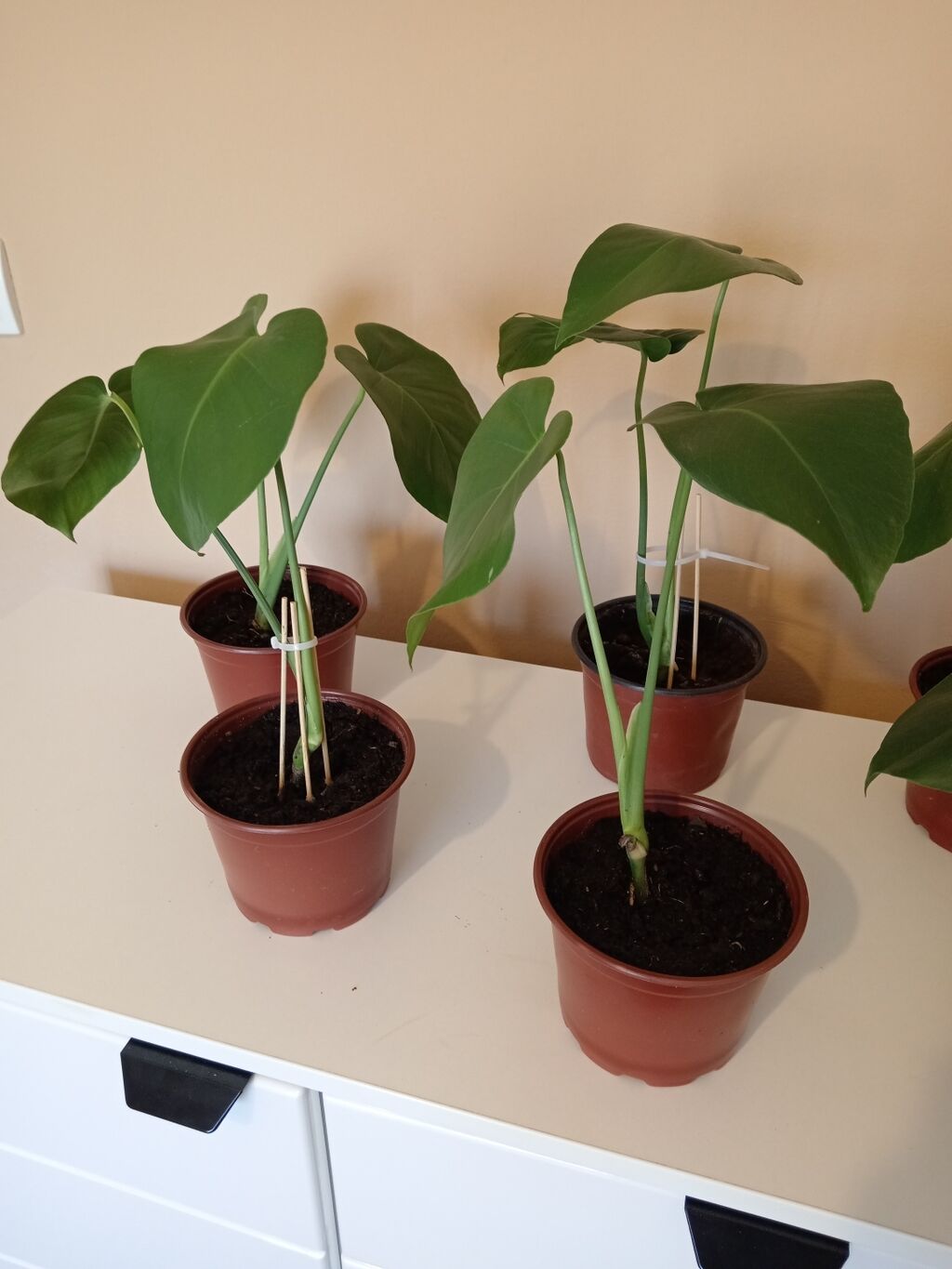Monstera visine 30-35cm. 600 din/kom