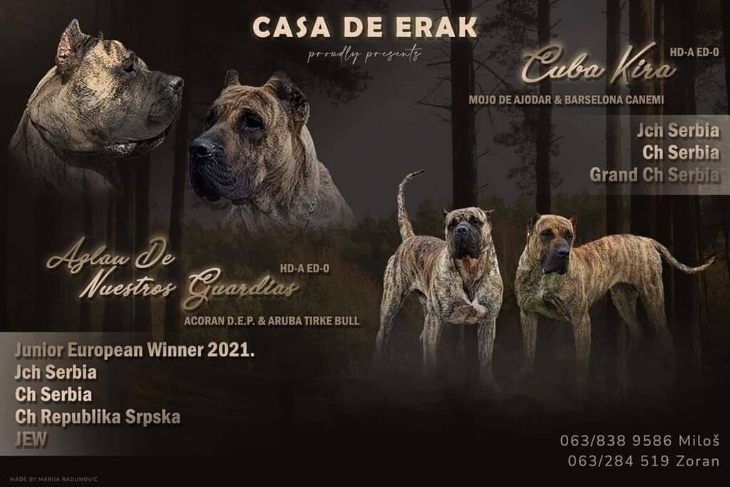 Štenci Presa Canario, ostenjeni 24.5.2023 godine. Kuba Kira je rođena