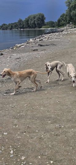 Persijski hrt SALUKI štenci