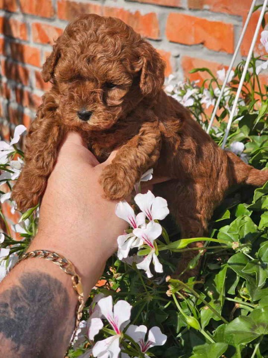 Teddy bear toy PUDLE