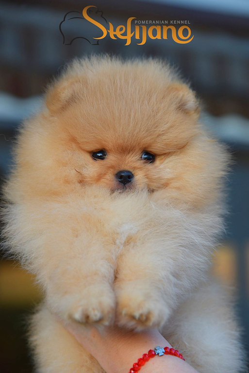 Pomeranac Boo medvedići