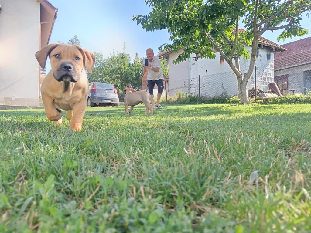 Južnoafrički mastif Boerboel štenci
