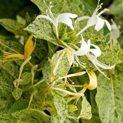 Orlovi nokti - Lonicera japonica Mint Crisp