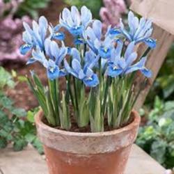 Mini iris plavi