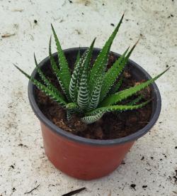 Hawortia fasciata-Zebra