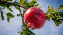 Nar jestivi- Punica Granatum