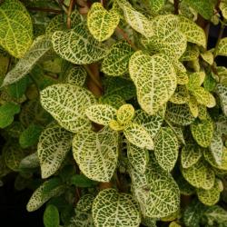 Orlovi nokti - Lonicera japonica Thunb. `Aureoreticulat