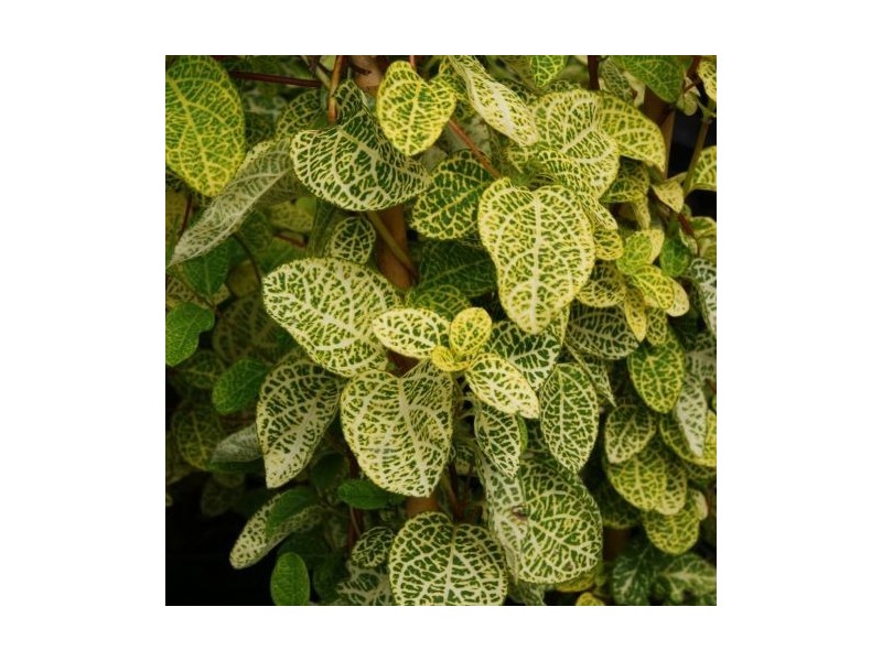 Orlovi nokti - Lonicera japonica Thunb. `Aureoreticulat