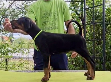 Doberman štenci, šampionskog porekla