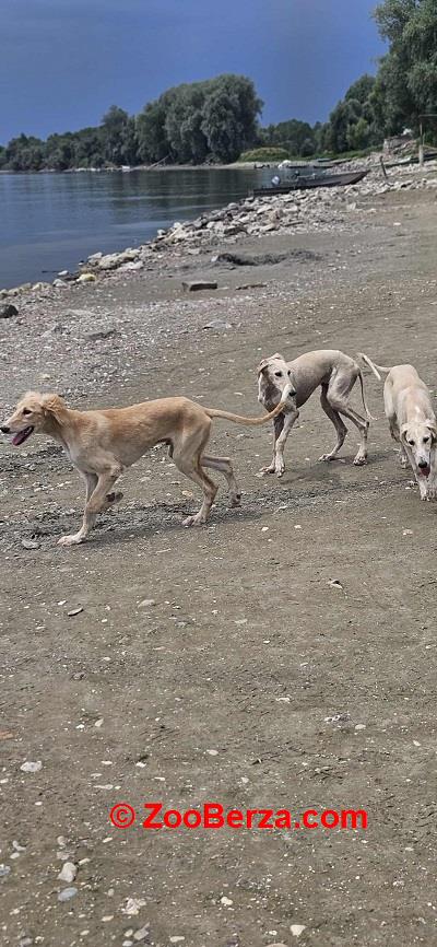 Persijski hrt SALUKI štenci