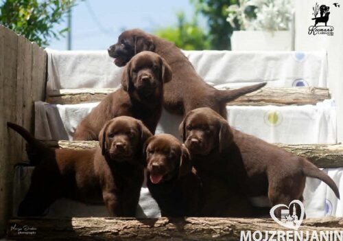 Čokoladni Labrador Retriver štenci