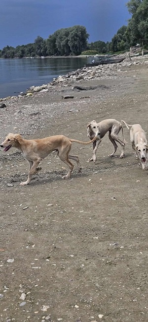 Persijski hrt SALUKI štenci