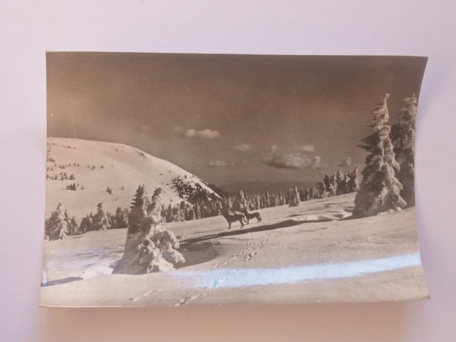 Kopaonik - Pajino Preklo - Životinje Vukovi - Čista