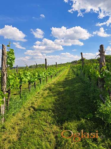 Prodajem vinograd
