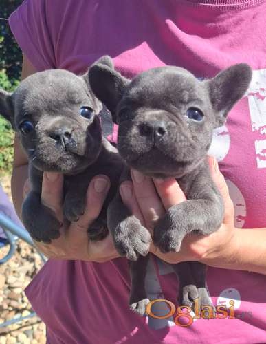 Plavi Francuski buldog