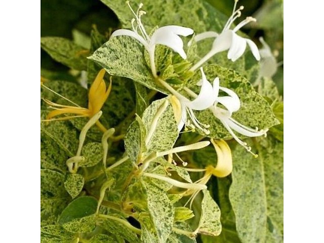 Orlovi nokti - Lonicera japonica Mint Crisp