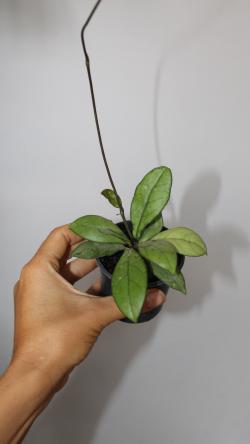 Hoya Crassipetiolata- manja biljka