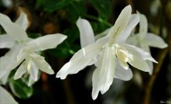 Ukrasna vrba - Salix integra hakuro-hishiki 2.GOD