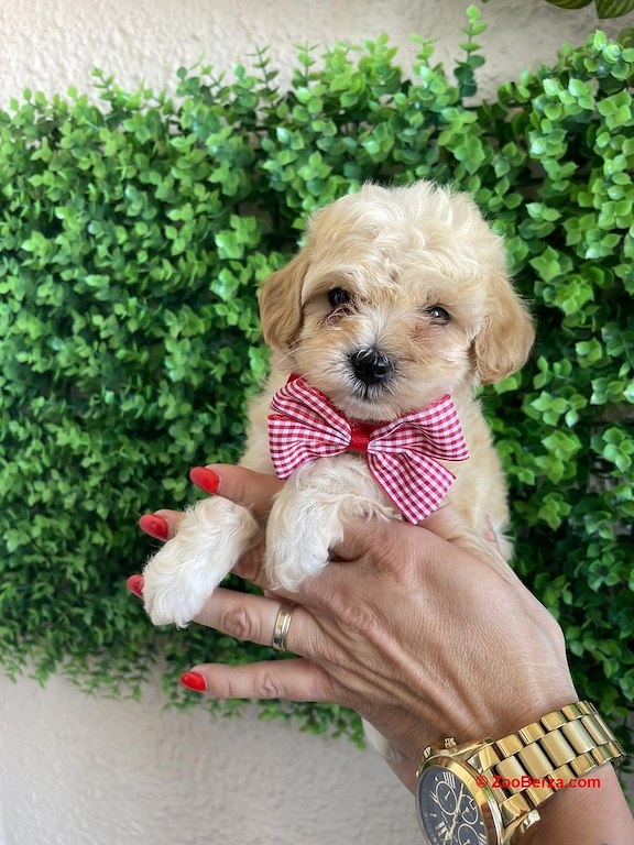 Maltipoo prelepi stenci