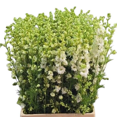 Delph Larkspur white 70 cm