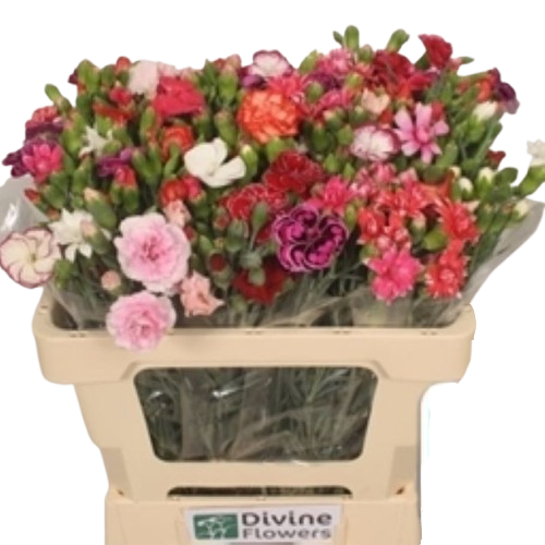 Dianthus tr mixed in bucket 50 cm