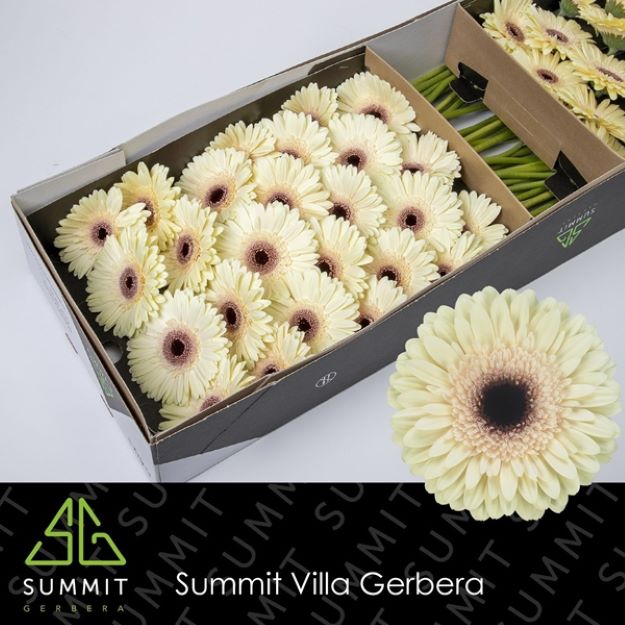 Gerbera Gr Cafe del mar