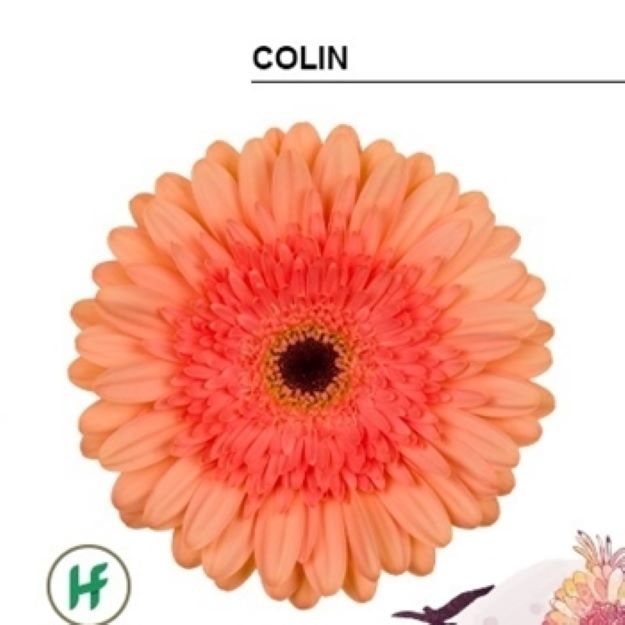 Gerbera Gr Colin box