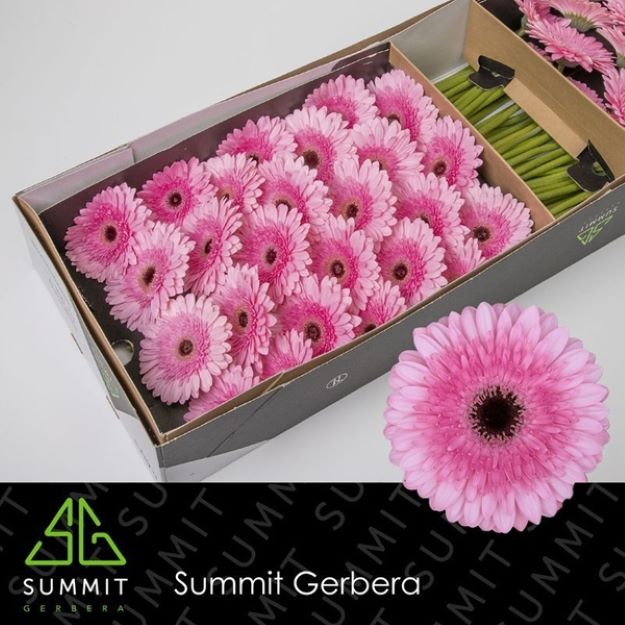 Gerbera Gr Pre-semmy box