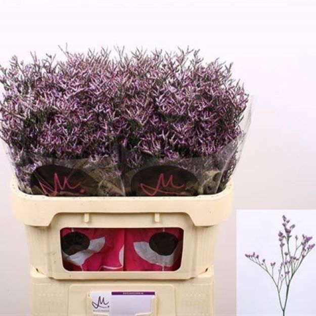 Limon safora lilac 70 cm