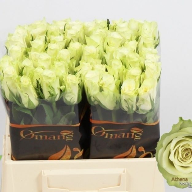 R Gr Athena 35 cm