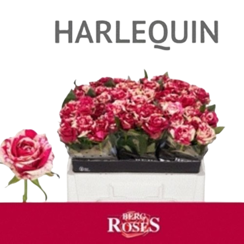 R Gr Harlequin 50cm