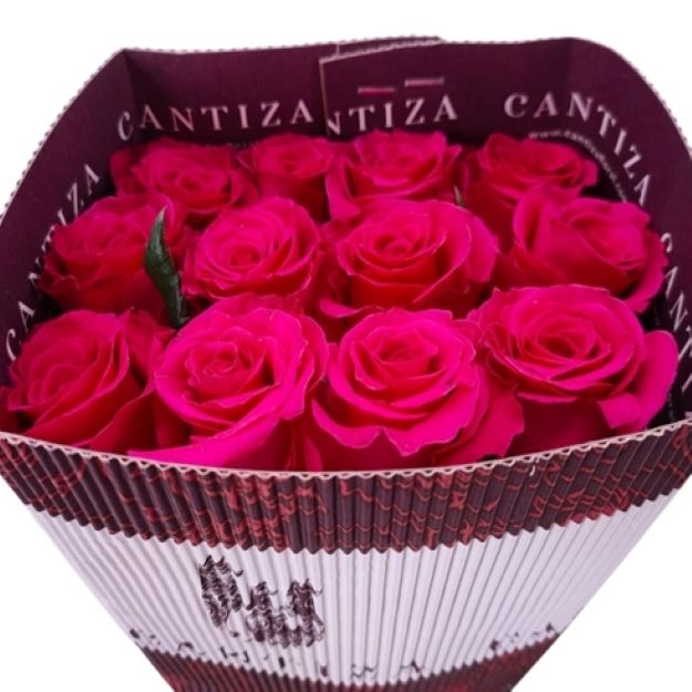 R Gr Hot pink hot lady x25 (ec)