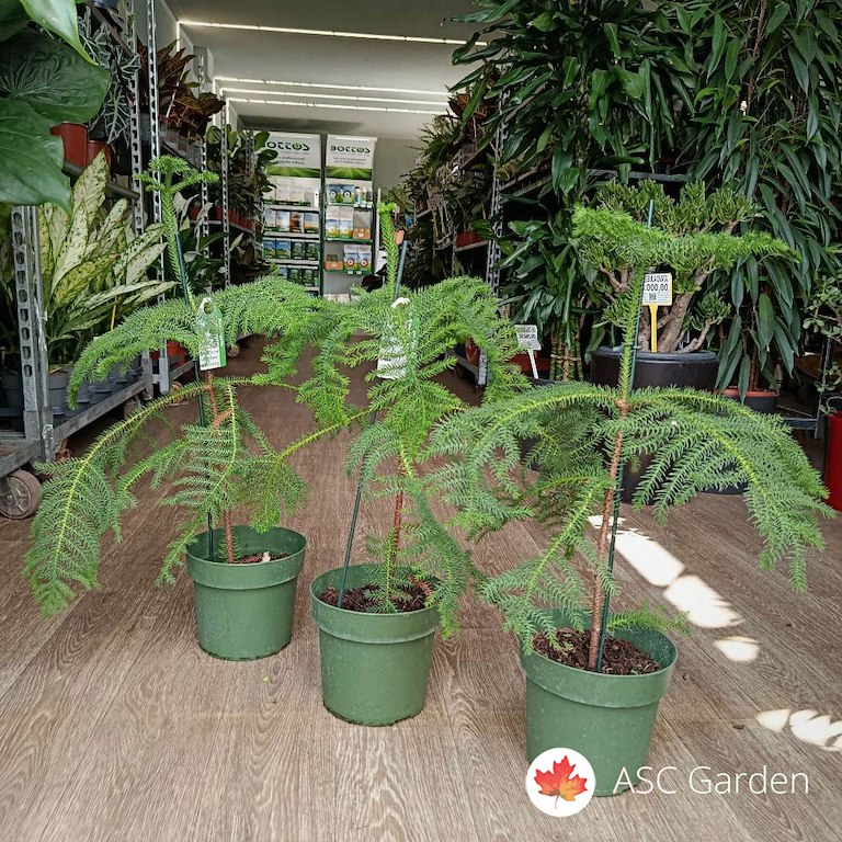 Araucaria heterophylla 70 cm