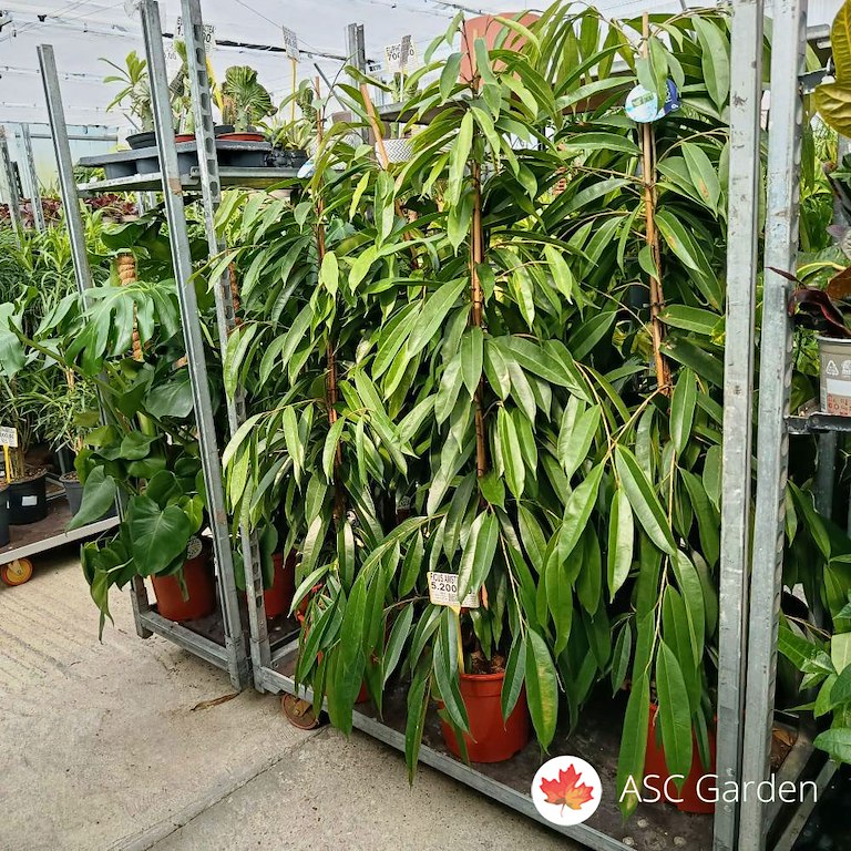 Ficus Amstel King 160 cm