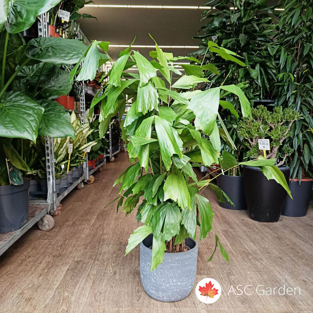 Caryota mitis 120 cm